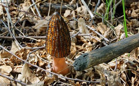 Naturnext • Morchella Esculenta Morel Factsheet