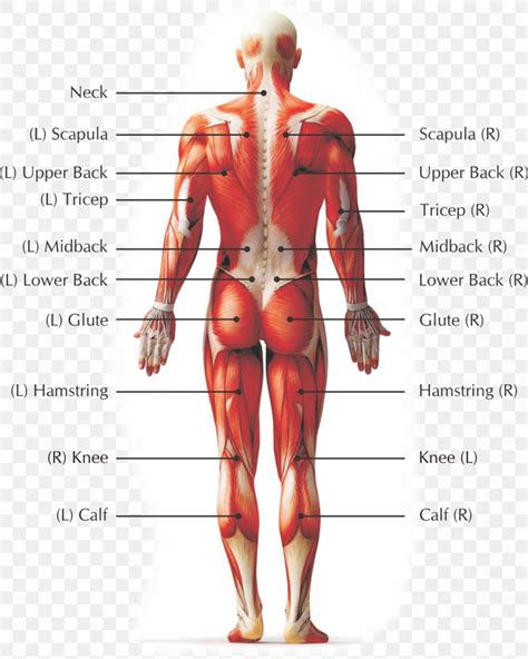 Lower Back Body Parts