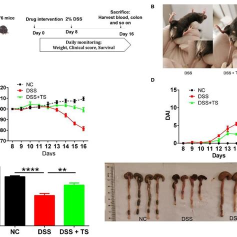 Ts Ameliorates Dss Induced Colitis In Mice A Flow Diagram B