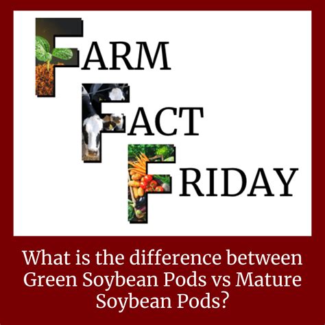 Green Soybean Vs Mature Soybean Pods Farm Fact Friday