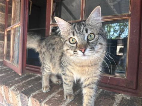 Happy Tails Friends Of Ferals