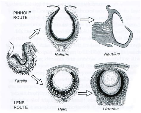 Furahan Biology And Allied Matters Why Sight Is Superior To Echolocation