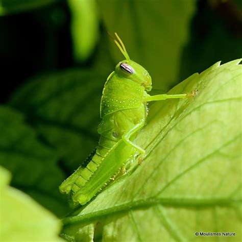 Flickriver Most Interesting Photos From Animal Taxonomy Orthoptera Pool