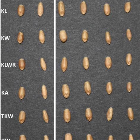 Pdf Dissection Of Genetic Factors Underlying Wheat Kernel Shape And