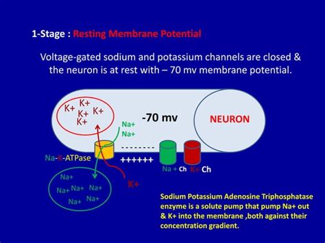 Conduction Of Action Potential Ppt