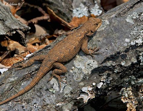 The Buckeye Botanist Befriending An Eastern Fence Lizard
