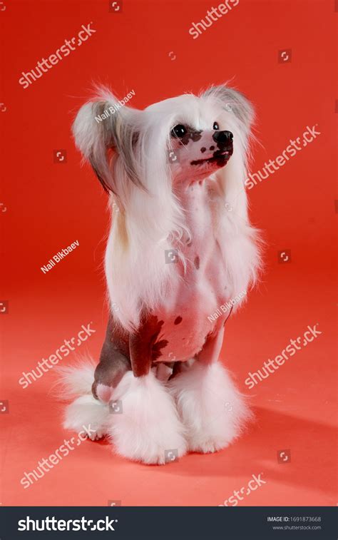 中 개 달을 벌거벗은 채 스톡 사진 1691873668 Shutterstock