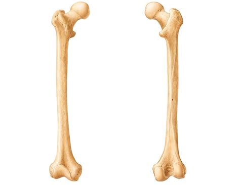 Appendicular Skeleton Pt5 Diagram Quizlet