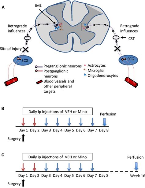 Injury Model And Experimental Paradigm A Image Depicting The Circuitry