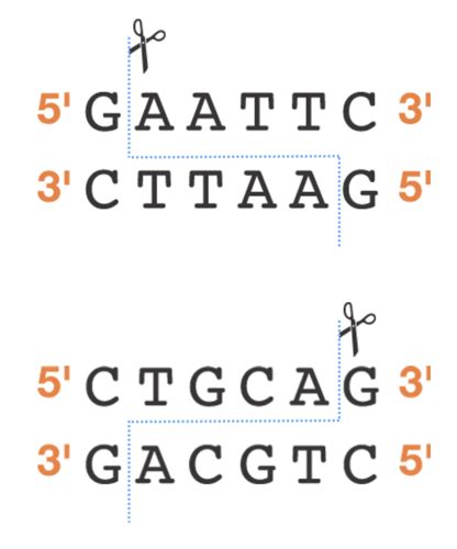 Protocol 3 And 4 Puc19 Plasmid And Li Genomic Dna Purification