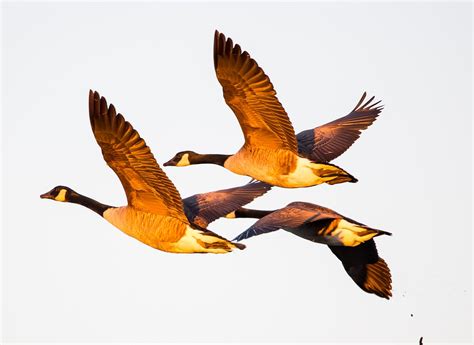 Birds Canada Geese Ornithology Free Photo On Pixabay Pixabay