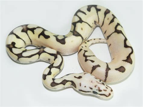 Morph List World Of Ball Pythons