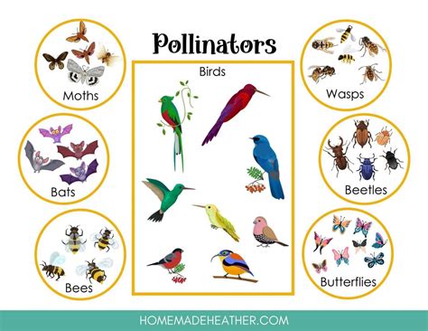 Ks1 How To Writing A Non Chronological Report Writing Non Chronological