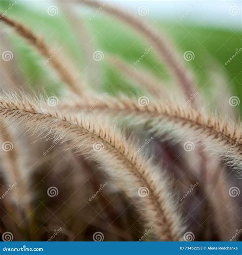 Fluffy Grass Background Stock Image Image Of Autumn 73452253