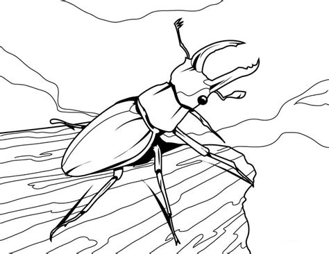 Cool Beetle Coloring Page Download Print Or Color Online For Free
