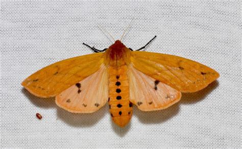 Isabella Tiger Moth L Remarkably Hardy Invertebrate Our Breathing Planet