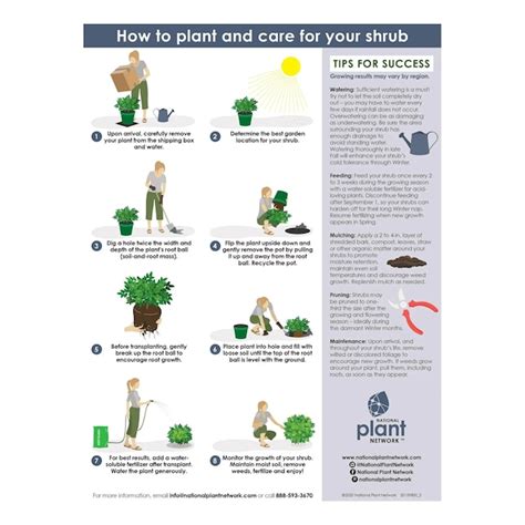 National Plant Network Pink Hydrangea Sweet Fantasy Foundationhedge