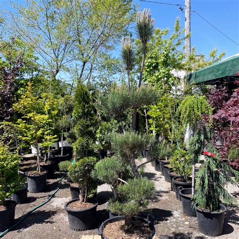 Poodle Pine Pinus Sylvestris Bbc Pot 175cm Tall Promise Supply