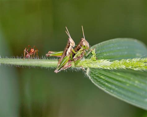 4000 Free Ant Grasshopper And Ant Images Pixabay