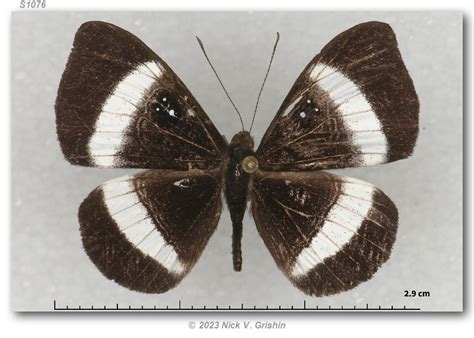 Mesosemia Hedwigis Pinned Specimens