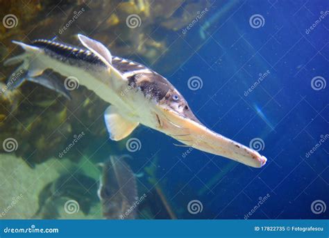 Sturgeon Fish Stock Image Image Of Bottom Exotic Marine 17822735