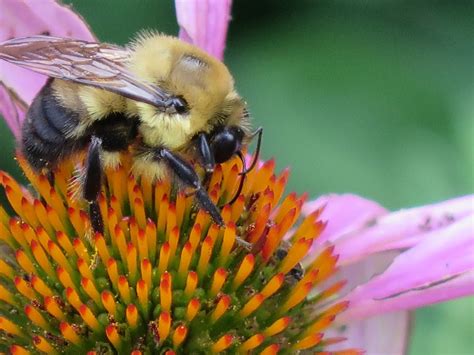 Bumblebees Nesting Habitat A Wild Garden Blog
