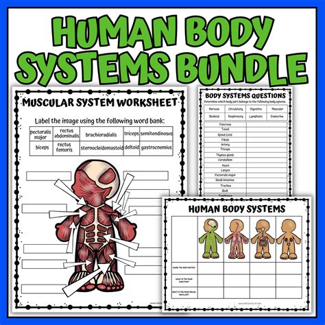 Free Digestive System Labeling Worksheet