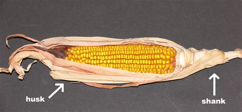 How Do Plants Reproduce A Sexual Reproduction In Plants