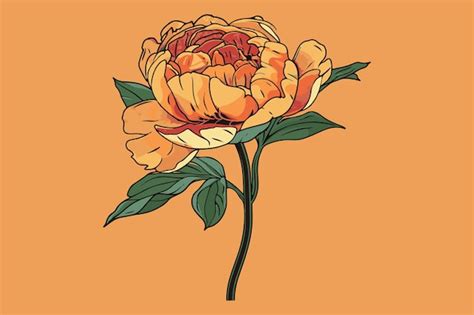 Premium Vector Peony