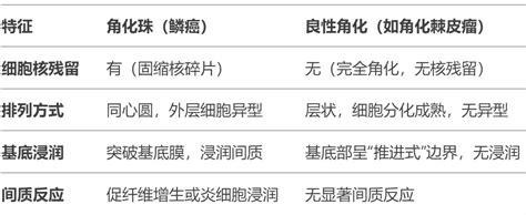 一文读懂 角化珠”的奥秘【病理医生必备】 知乎