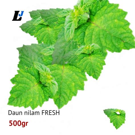 Jual Daun Nilam Fresh 500gr Shopee Indonesia