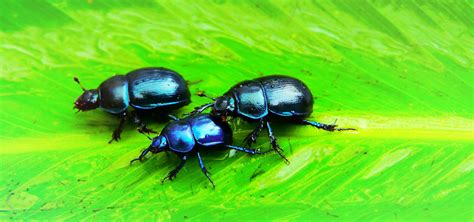 Earths Insect Populations Are Falling 1 2 A Year The Wire Science