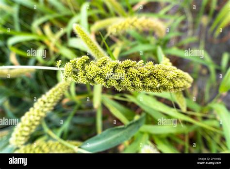 Green Ripe Foxtail Millet After Harvest Dwarf Setaria German Millet
