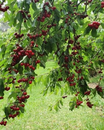 Best Places To Go Cherry Picking In Melbourne