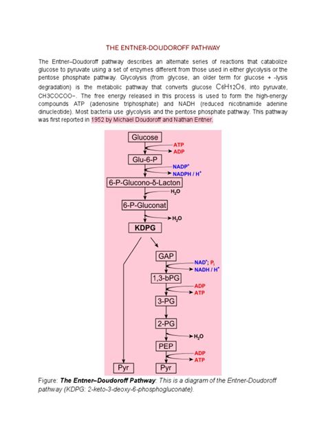 The Entner Doudoroff Pathway Pdf
