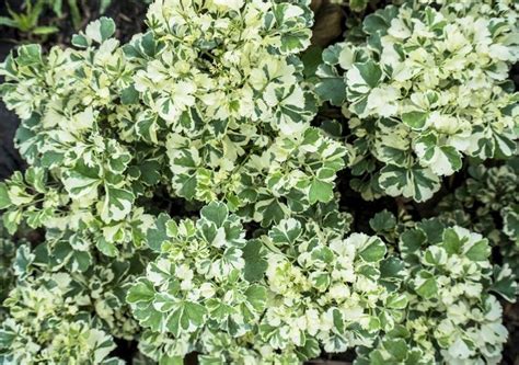 Aralia Plant How To Grow And Care For Your Home
