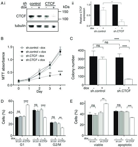 Inhibition Of Cell Proliferation And Clonogenicity Following Ctcf Shrna Download Scientific