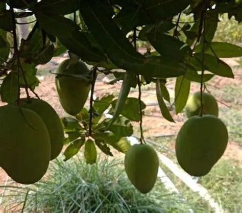 Yellow Banisha Organic Mango At ₹ 120 Kilogram In Hyderabad Id 20877496755