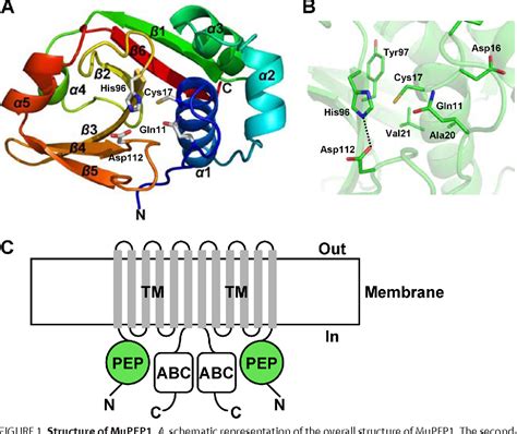 Figure 1 From Crystal Structure Of The Peptidase Domain Of