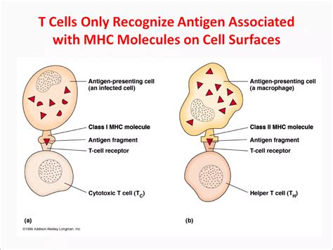 Immunochemistry Ppt