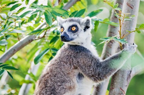 Lemur Mistrz Medytacji Z Madagaskaru Fakty I Ciekawostki