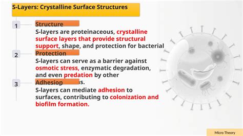 Bacterial Nucleoid Spores Appendages Pptx Ppt