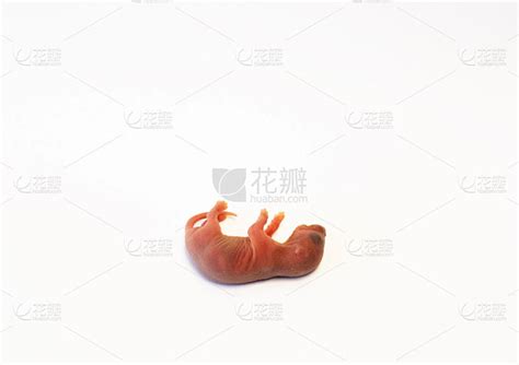 婴儿，刚出生的老鼠死在白色的背景上。