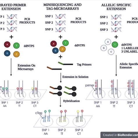 array hybridization a microarray format for typing multiple snps by