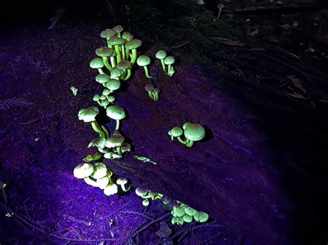 Biofluorescent Uv Flora And Fauna Nighttime Sessions