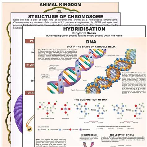Genetics Charts Sex Linked Inheritance Drosophila