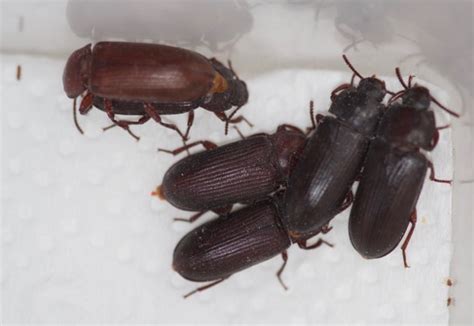 Mealworm Beetle Eggs The Yellow Mealworm Beetle Some People Use