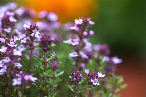 Thyme Flowers