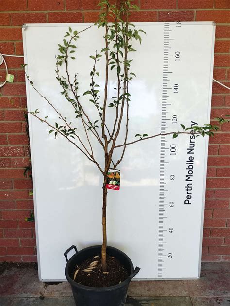 Fruit Tree Pear 3 Way Grafted Perth Mobile Nursery Perth Wa
