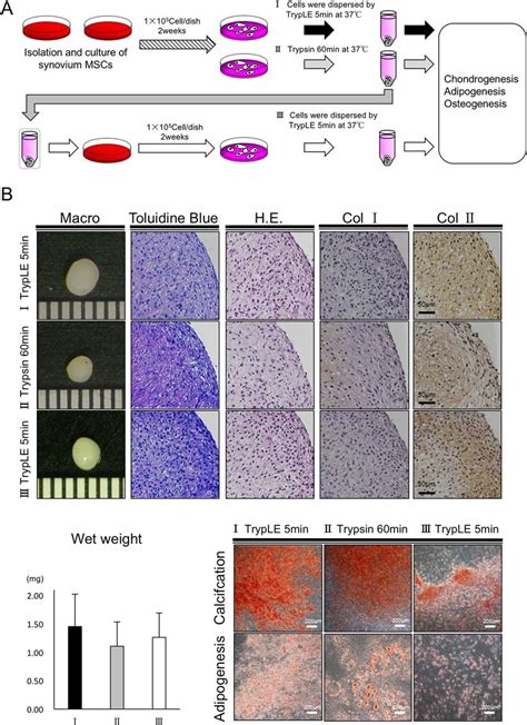 Reduction Of Surface Antigen Expression By Long Term Trypsin Treatment